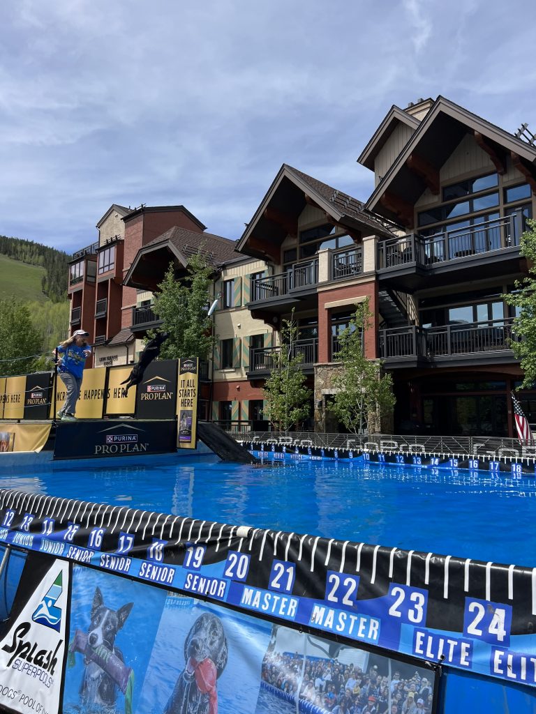 It’s a bird, it’s a plane, it’s Rivet the black lab! DockDogs soar ...